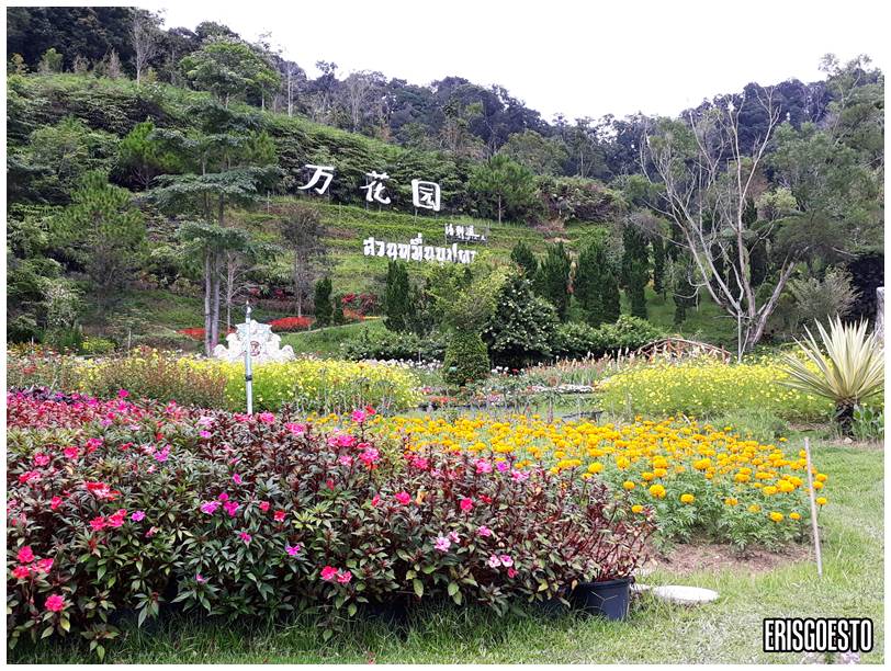 Attractions in Betong, Thailand : Beautiful Blooms @ Betong Winter ...