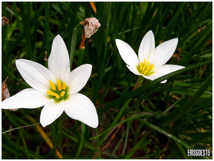 Attractions in Betong, Thailand : Beautiful Blooms @ Betong Winter ...