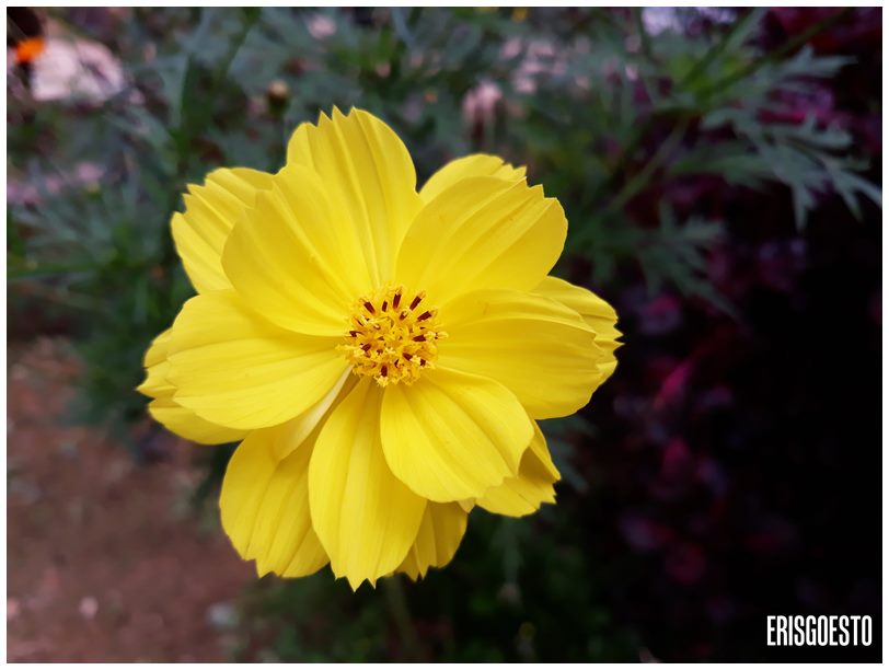 Attractions in Betong, Thailand : Beautiful Blooms @ Betong Winter ...